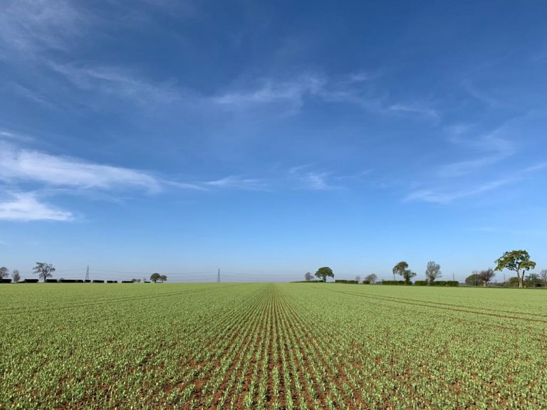 What is Great British Pea Week? - Yes Peas!