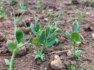 Yes Peas! celebrates our love of the Great British Pea - Yes Peas!