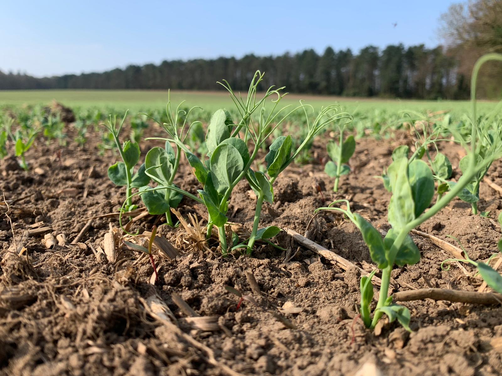 How can you get involved? - Yes Peas!