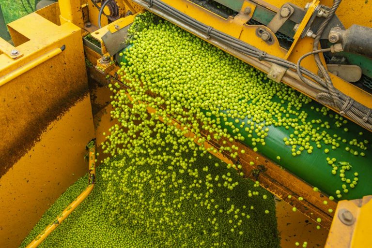 Yes Peas! celebrates our love of the Great British Pea - Yes Peas!